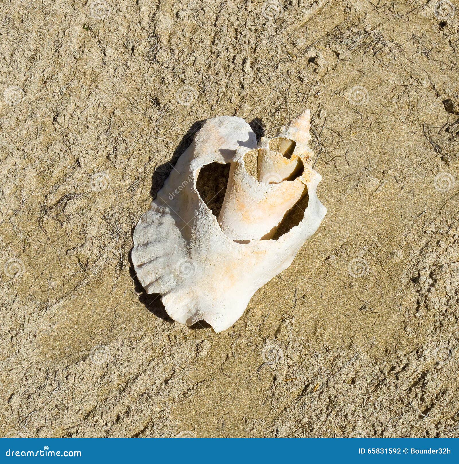 A conch shell on a beach stock photo. Image of tropical - 65831592