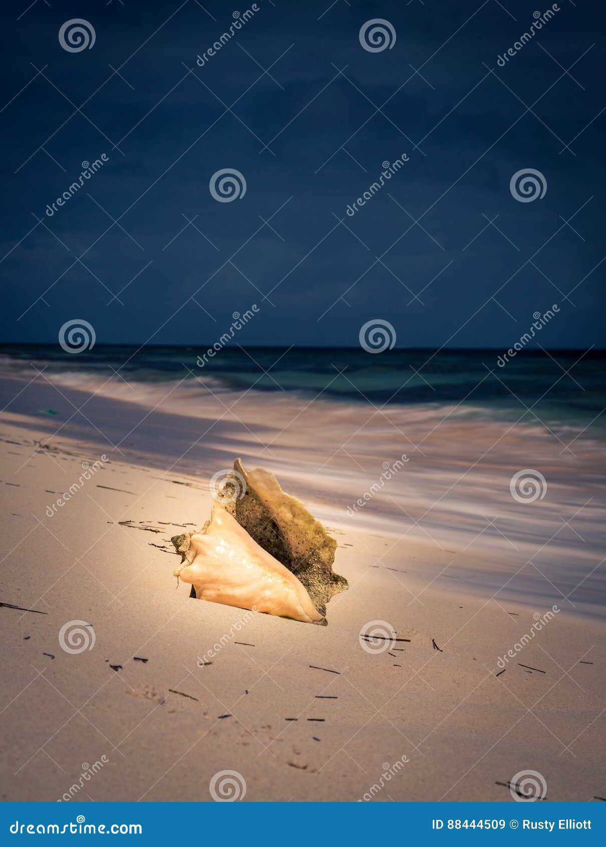 Conch Shell Beach Caribbean Stock Image - Image of grand, coast: 88444509