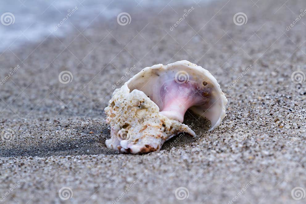 Conch shell on the beach stock image. Image of beauty - 78633645