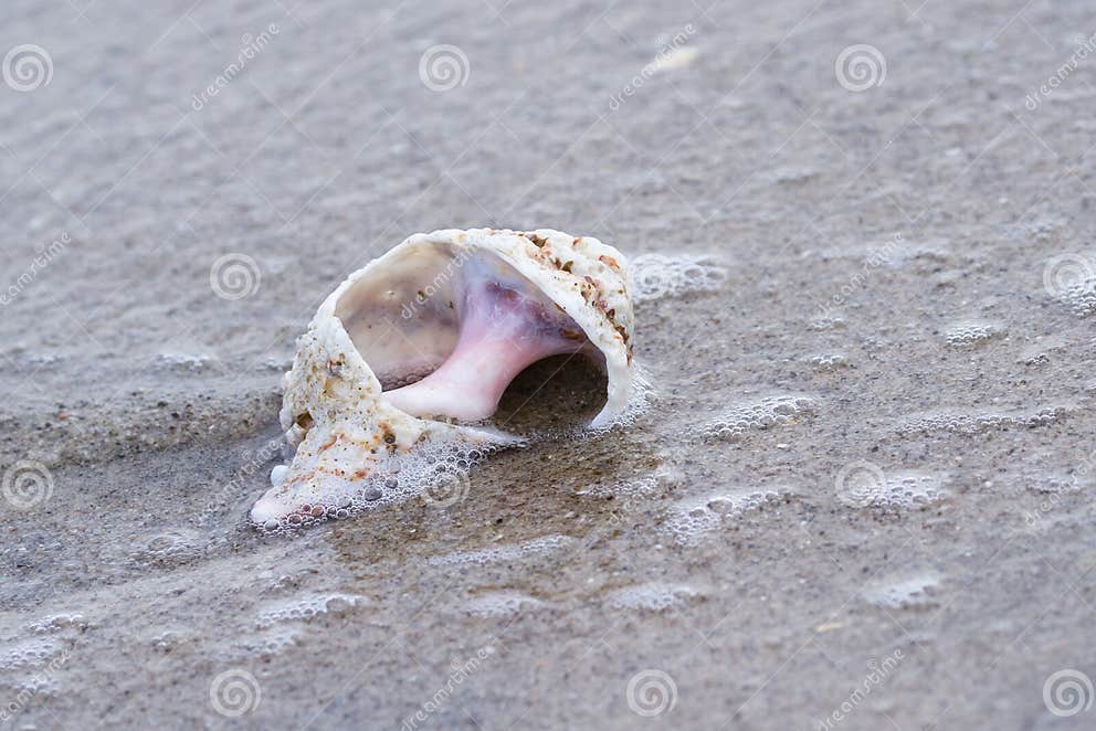Conch shell on the beach stock image. Image of natural - 78812297