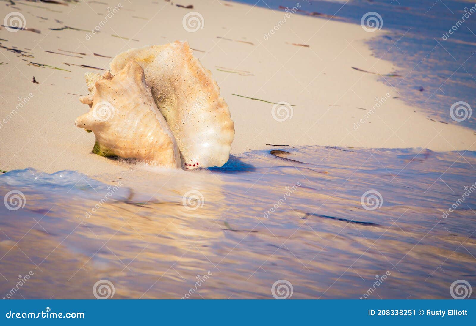 Conch shell on the beach stock image. Image of coast - 208338251