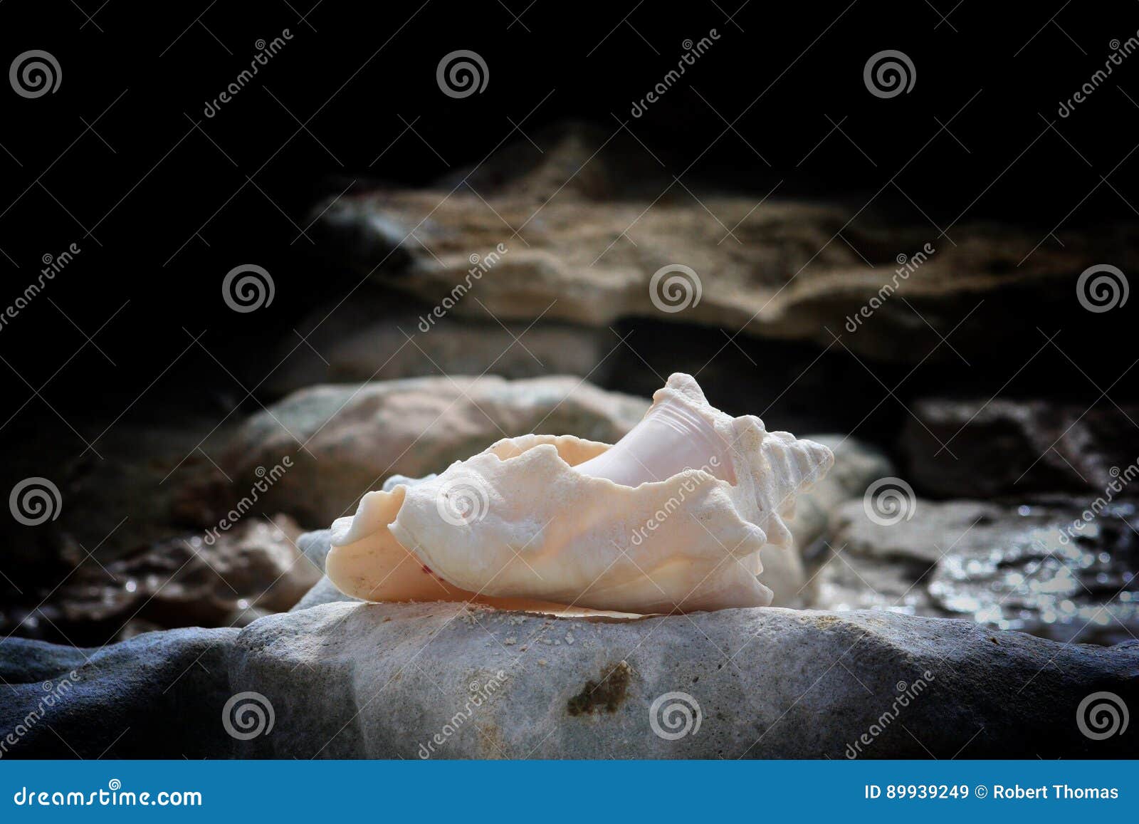 Conch Shell stock image. Image of island, nature, conch - 89939249