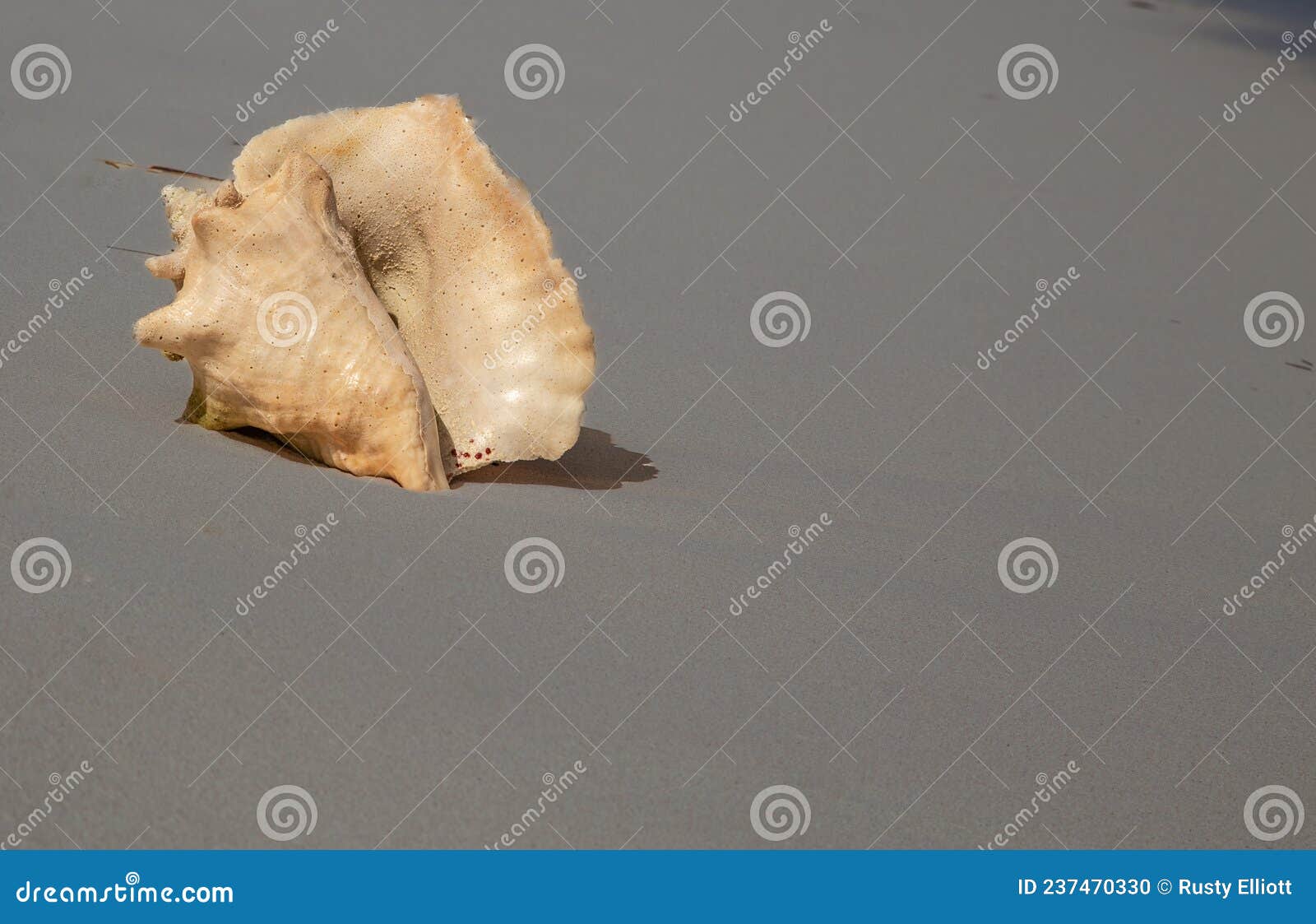 Conch shell on a beach stock photo. Image of isolated - 237470330