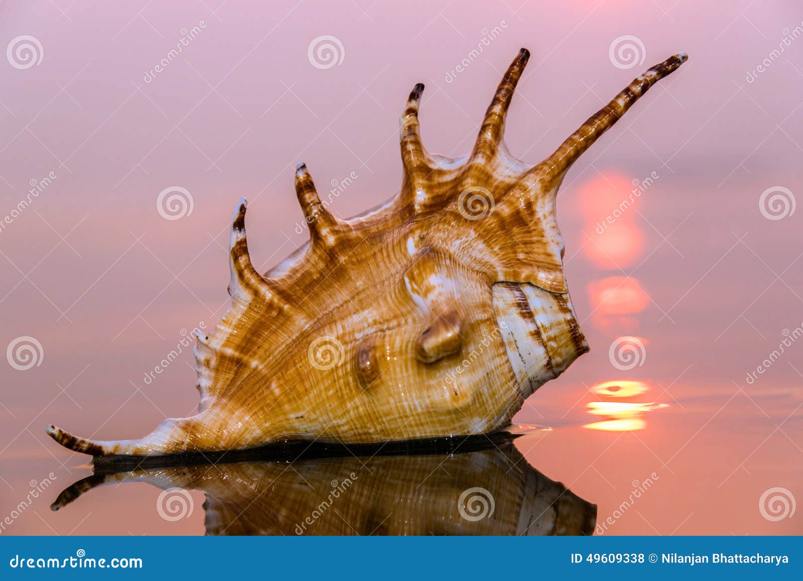 Conch shell on beach stock photo. Image of conch, outdoors - 49609338