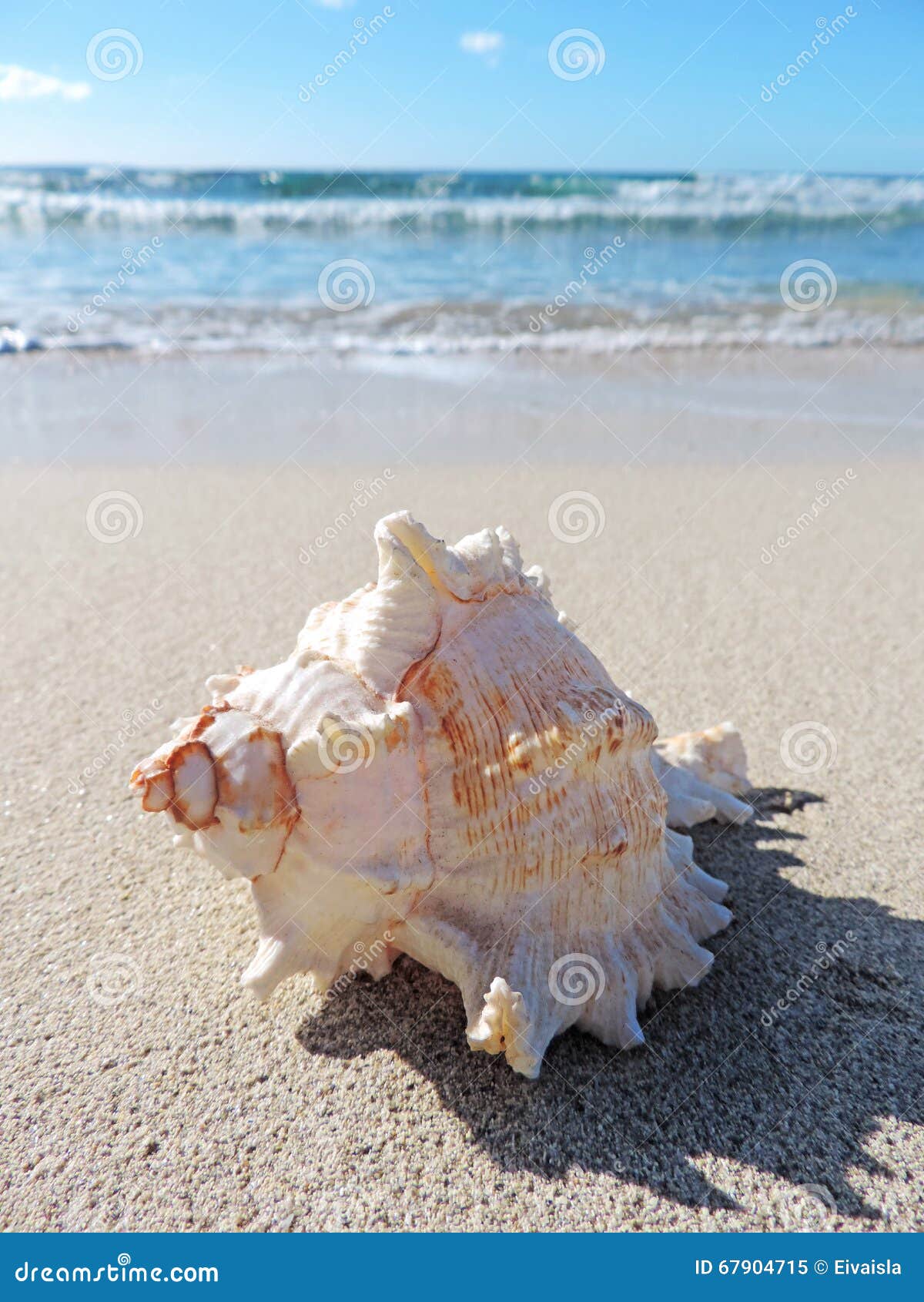 Conch shell at the beach stock image. Image of life, rock - 67904715