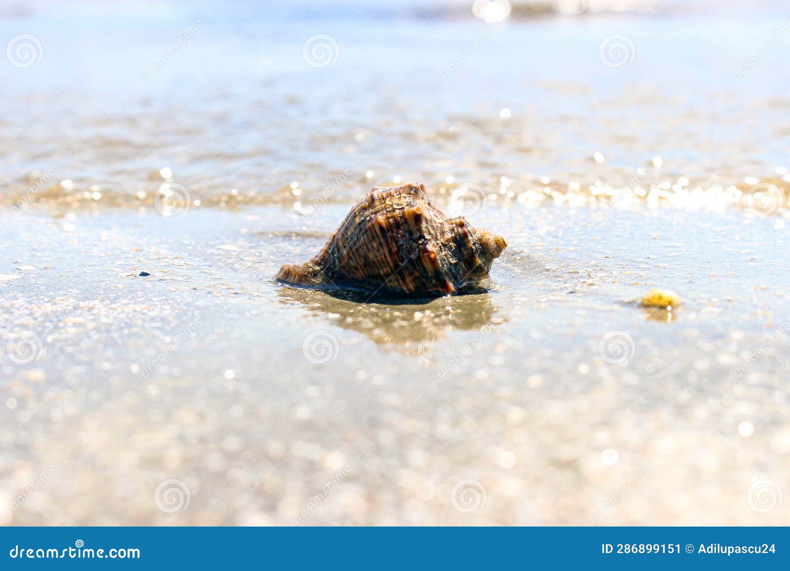 Conch Shell on Beach with Waves Stock Image - Image of mollusk, waves ...