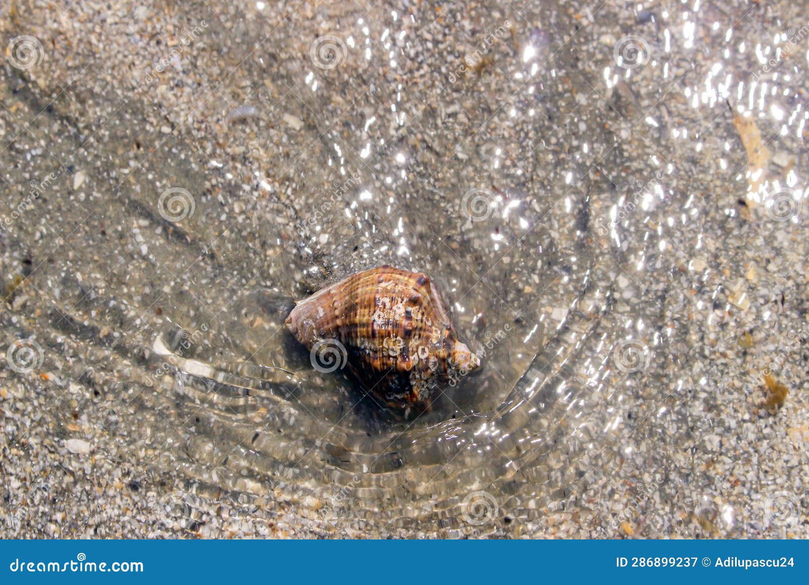 Conch Shell on Beach with Waves Stock Image - Image of marine, mollusk ...
