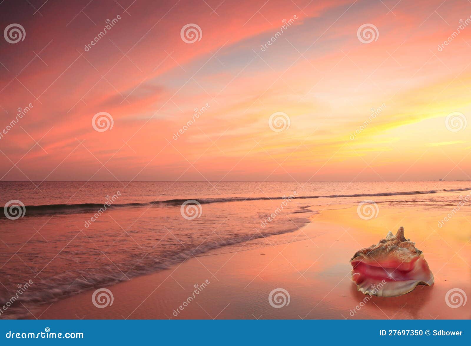 Conch Shell on the Beach at Sunset Stock Photo - Image of florida ...