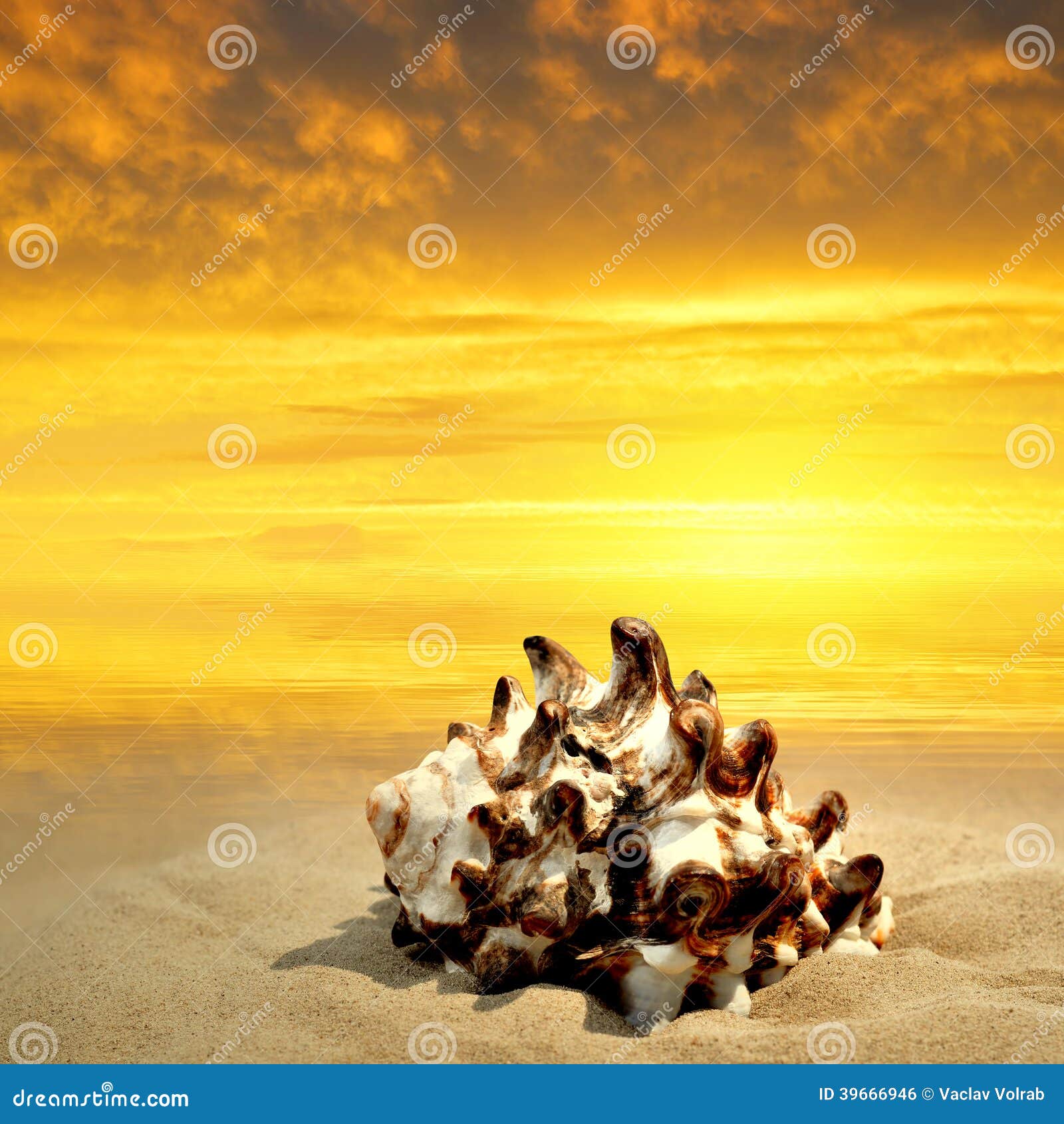 Conch shell stock photo. Image of nature, holiday, conch - 39666946