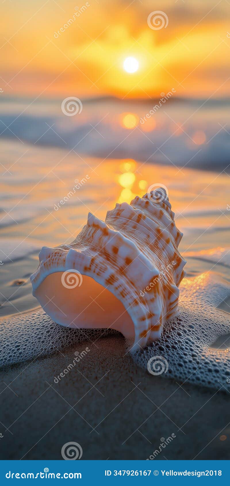 Conch Shell on Beach at Sunset with Ocean Waves and Golden Sunlight ...