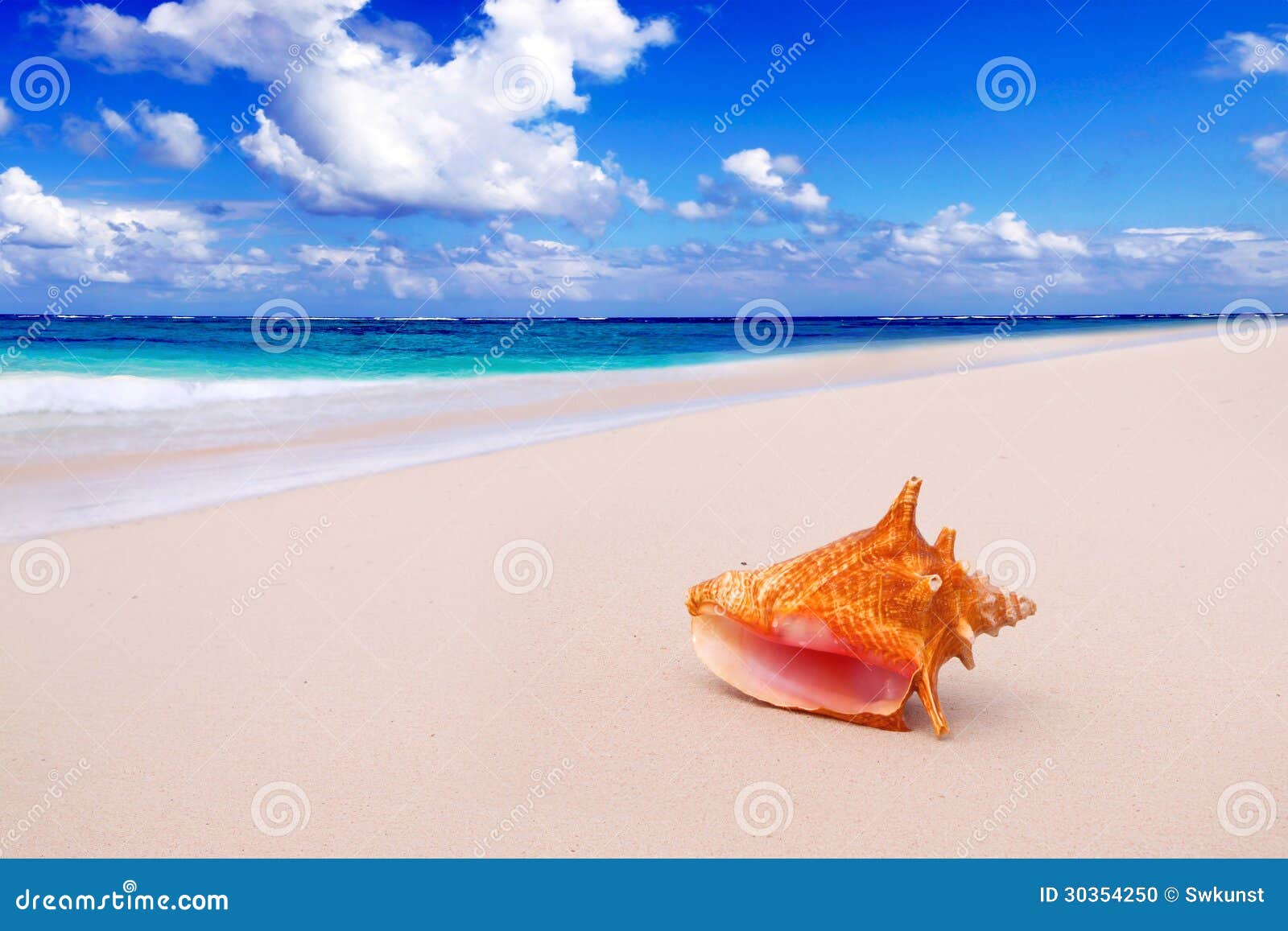 Conch Shell on the beach. stock photo. Image of fish - 30354250