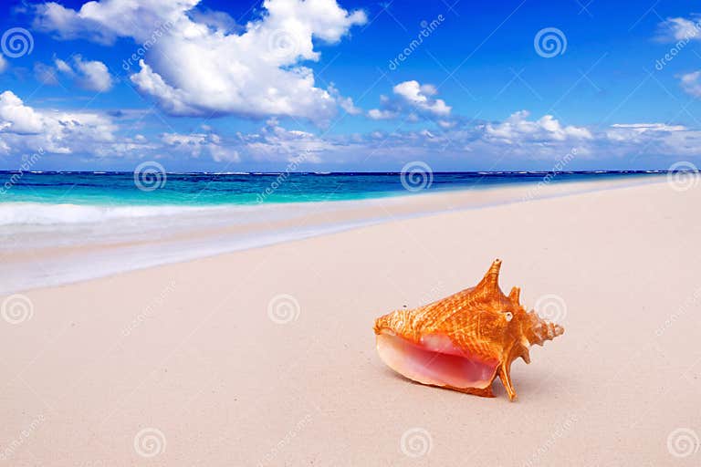 Conch Shell on the beach. stock photo. Image of fish - 30354250