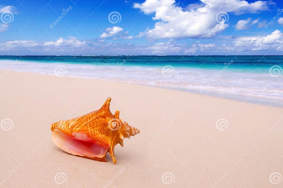 Conch Shell on the beach. stock image. Image of island - 30354279