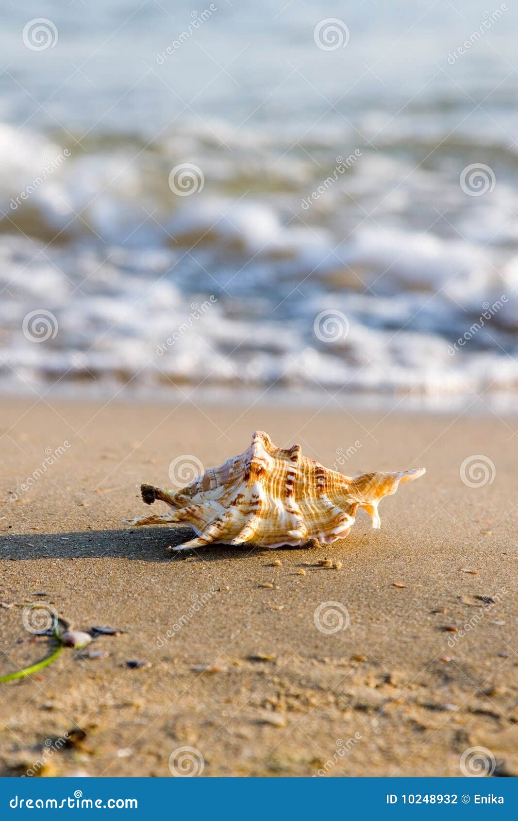 Conch Shell on Beach with Waves Stock Photo - Image of holiday, surf ...