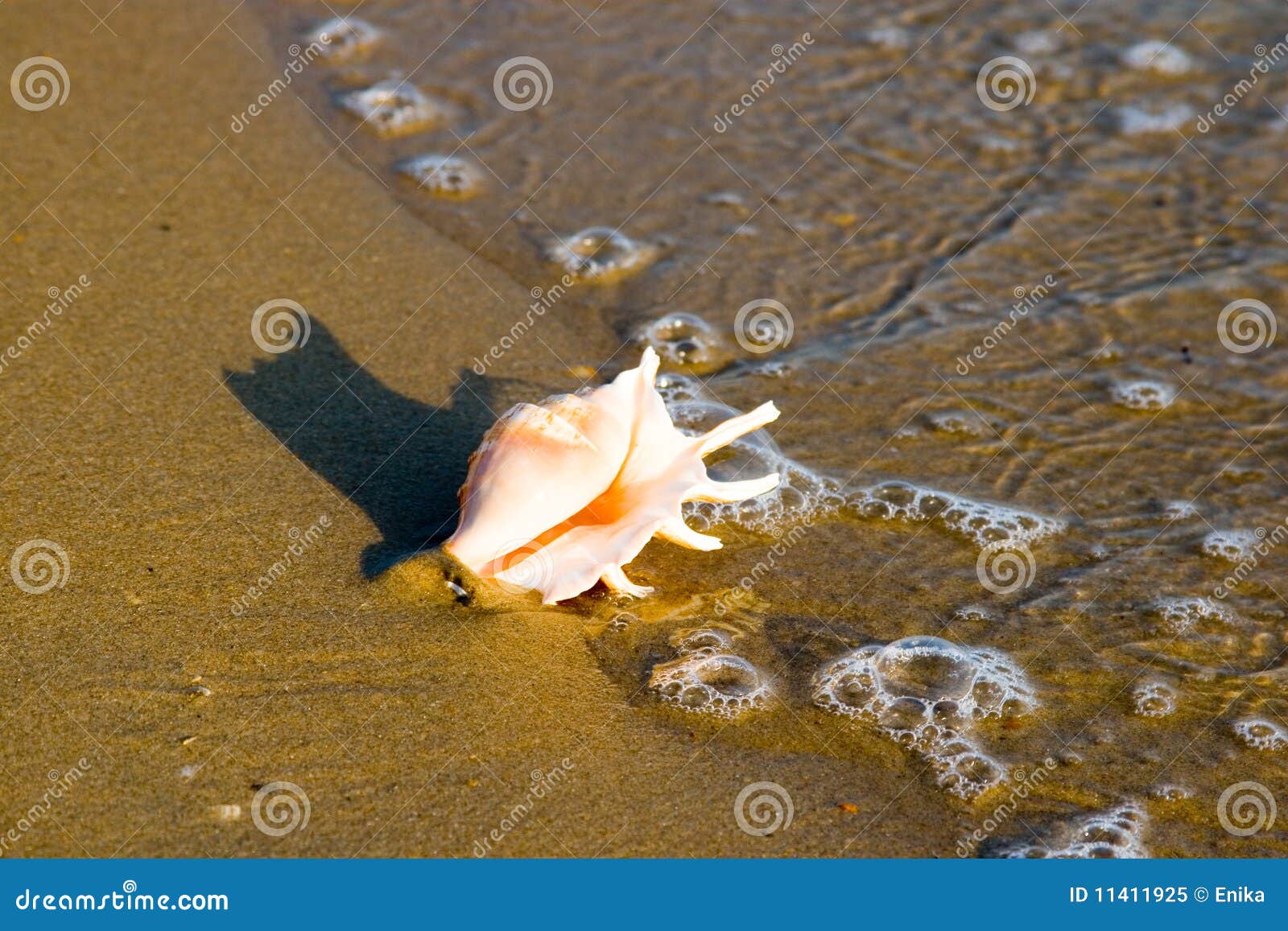 Conch Shell on Beach with Waves Stock Image - Image of coast, blue ...