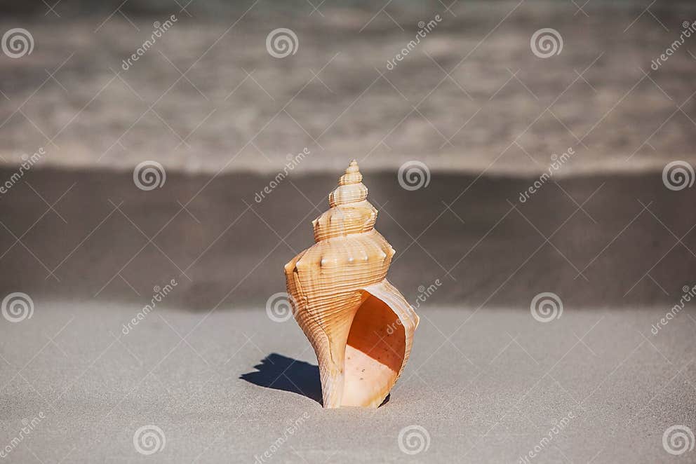 Conch Shell on Beach with Waves Stock Photo - Image of outdoors, calm ...