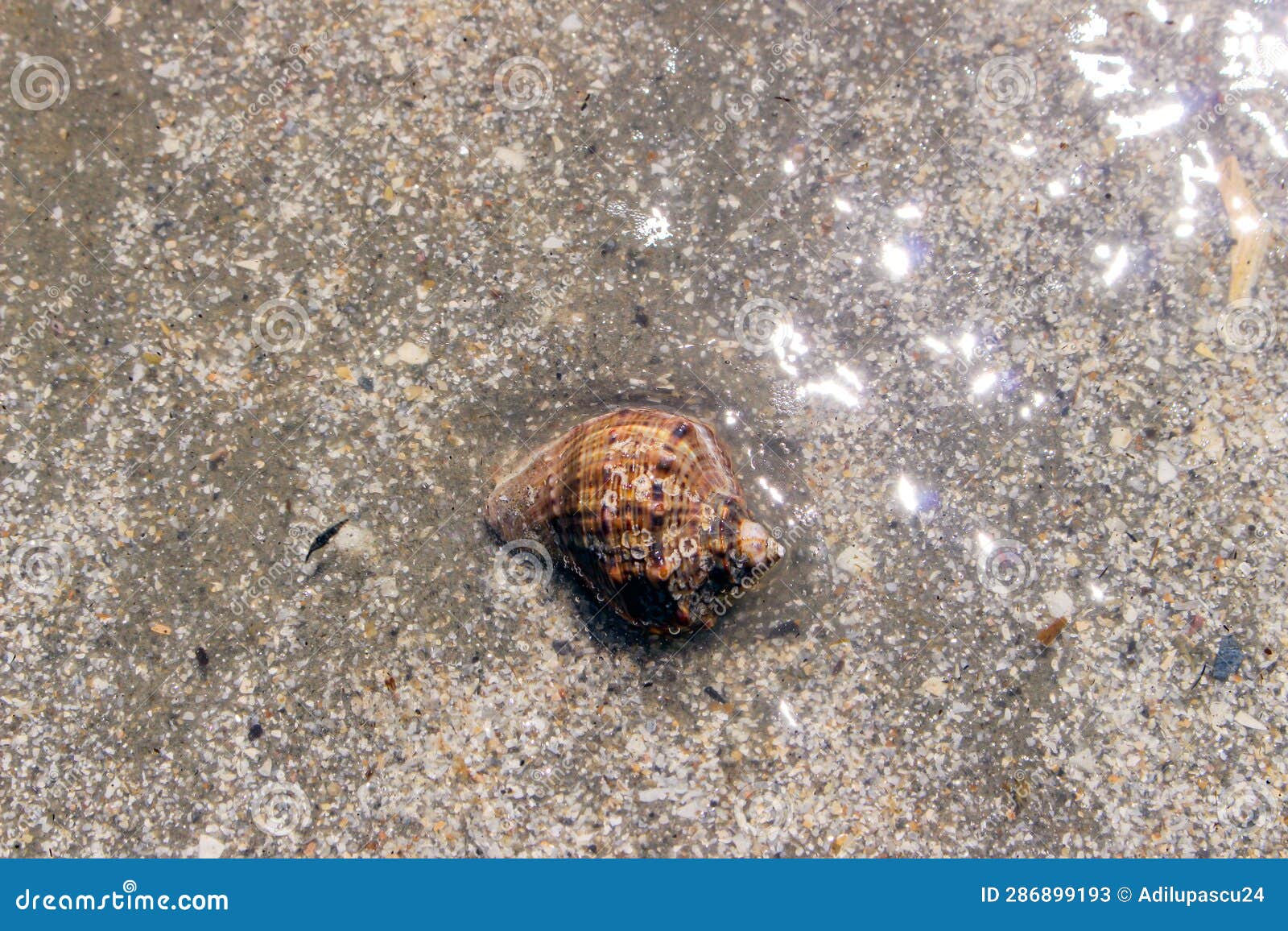 Conch Shell on Beach with Waves Stock Image - Image of sand, seafood ...