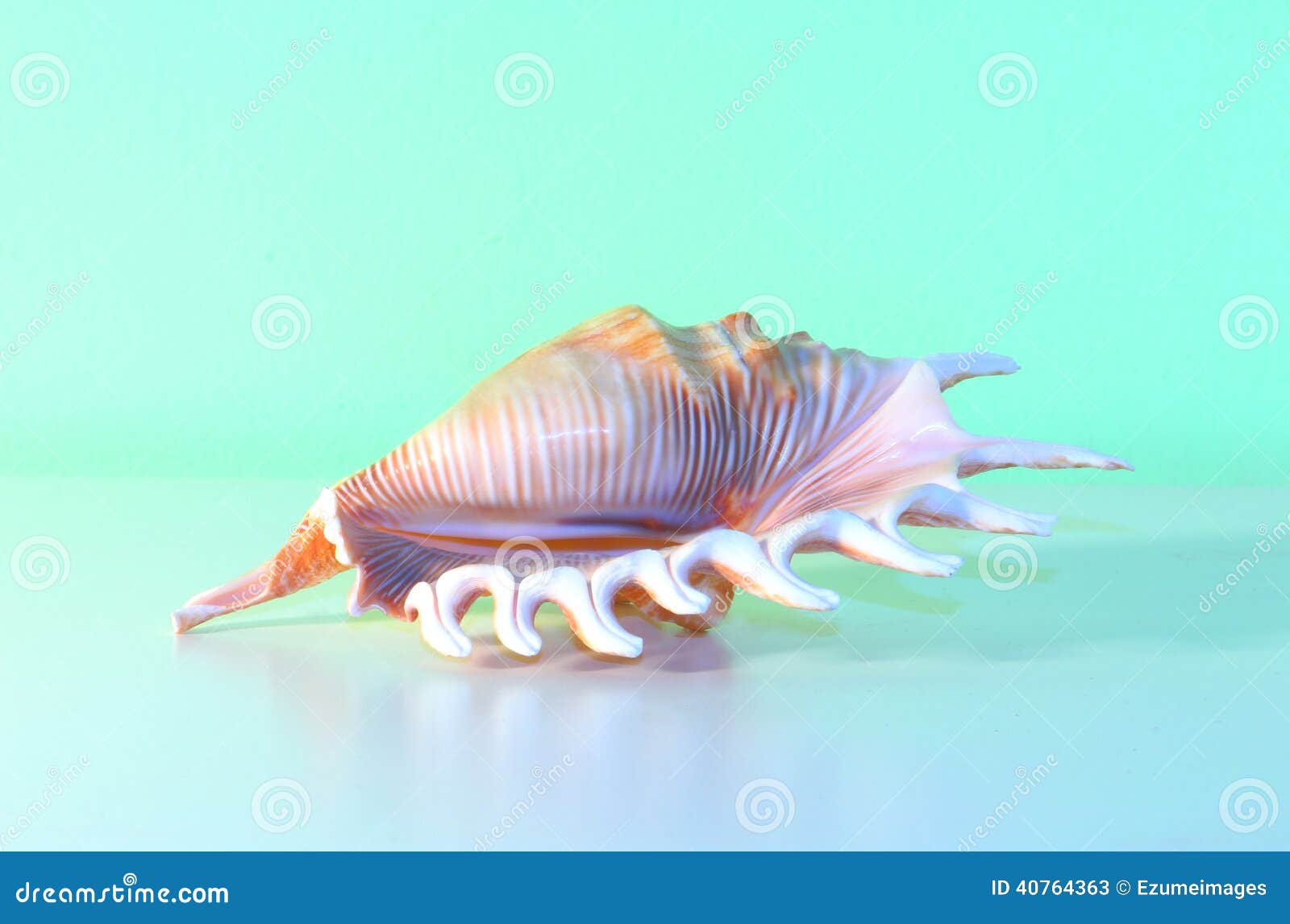 Conch Shell stock image. Image of natural, coast, nature - 40764363