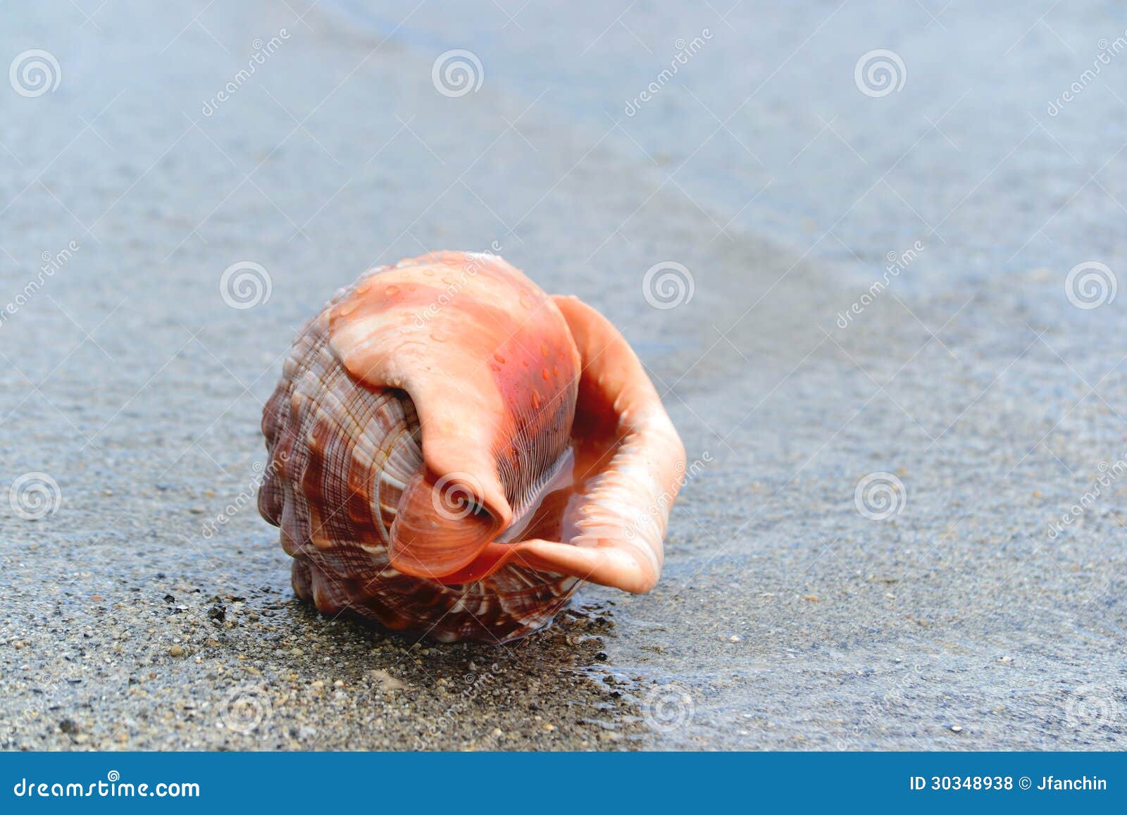 Conch shell stock photo. Image of focus, indian, excursion - 30348938