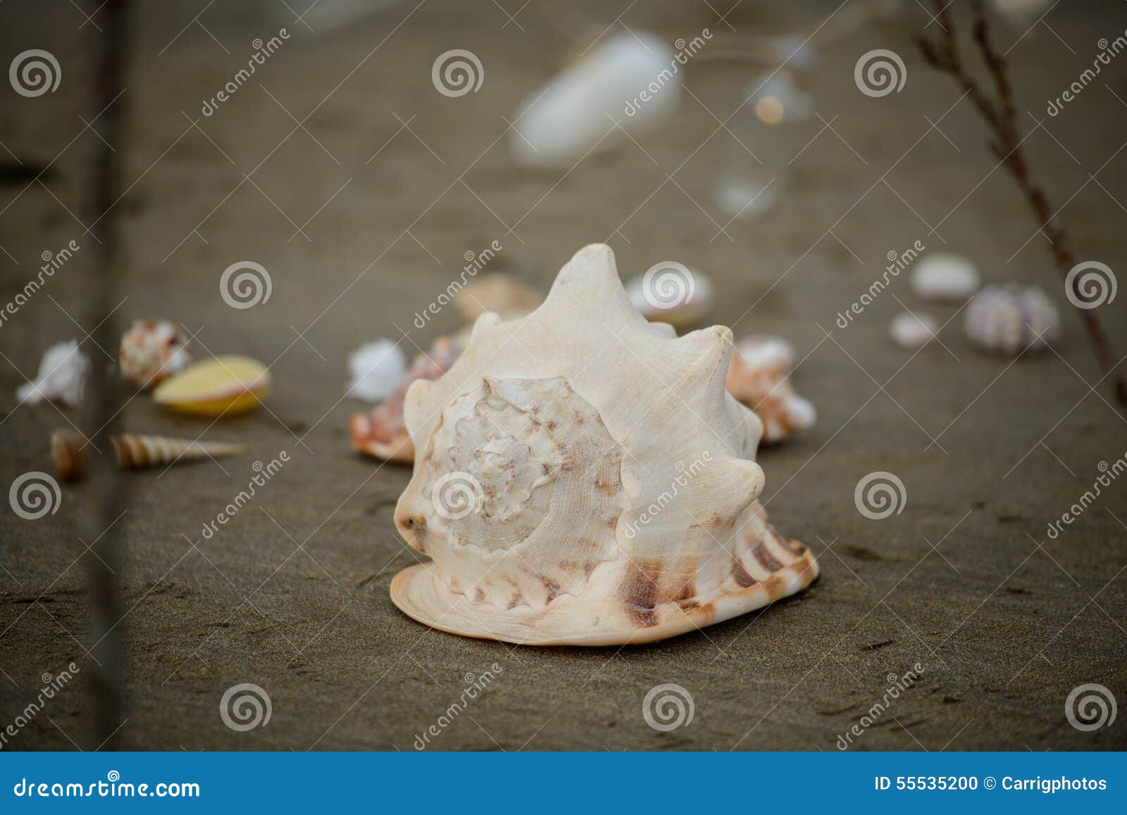 Conch Shell stock photo. Image of shell, beige, white - 55535200