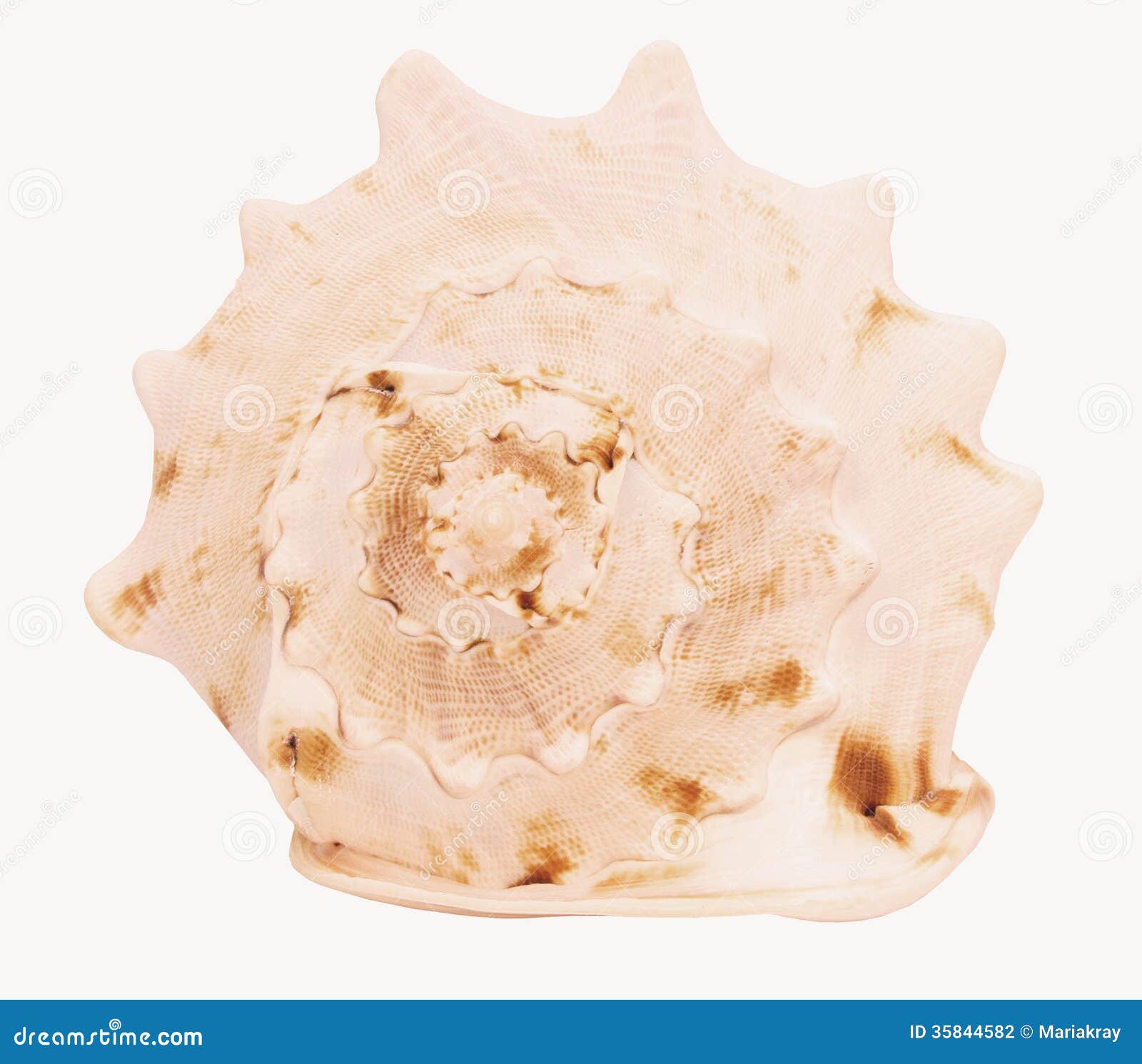 Conch shell stock photo. Image of life, animals, oceanography - 35844582
