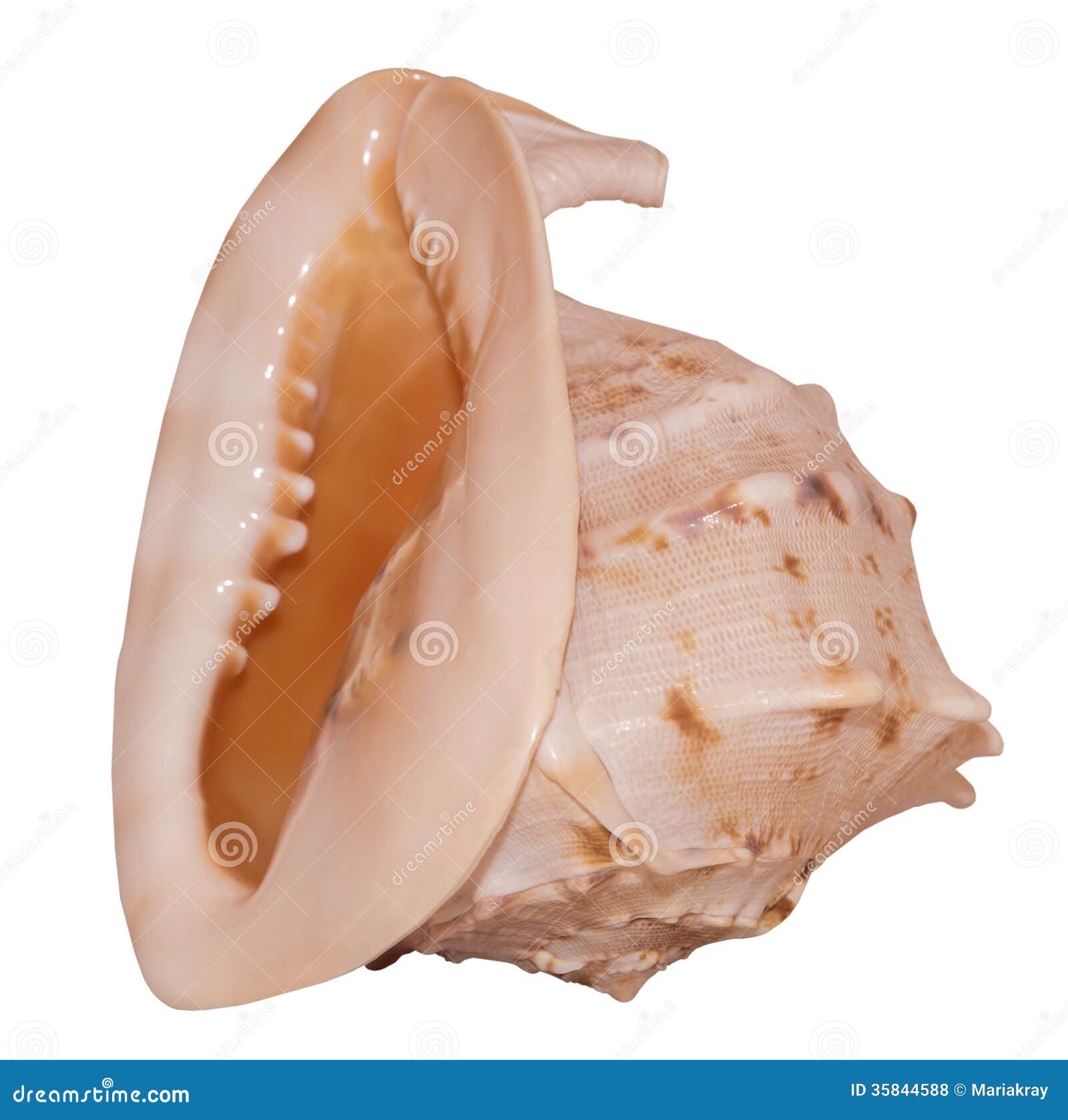 Conch shell stock photo. Image of conch, climate, life - 35844588