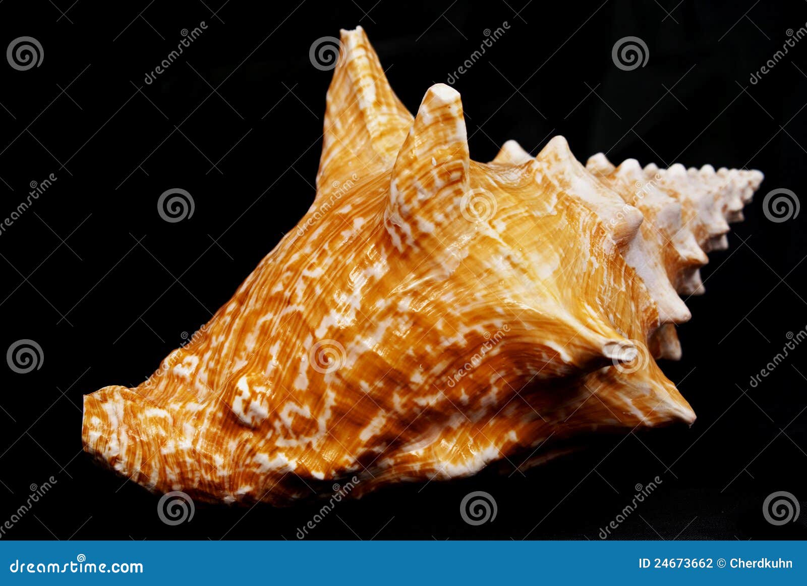 Conch shell on black stock photo. Image of shell, spiral - 24673662