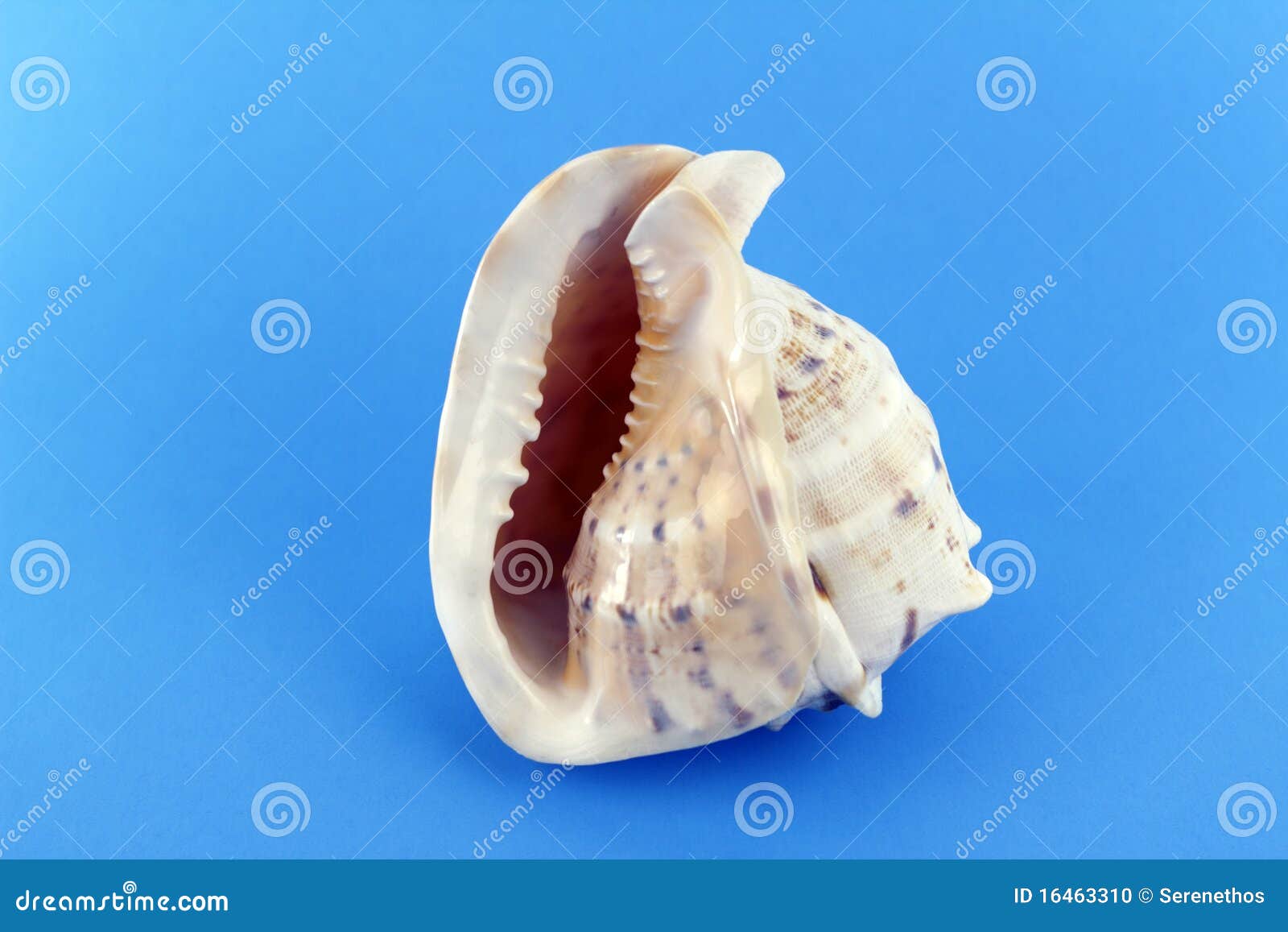 Conch Shell on Blue stock photo. Image of large, souvenir - 16463310