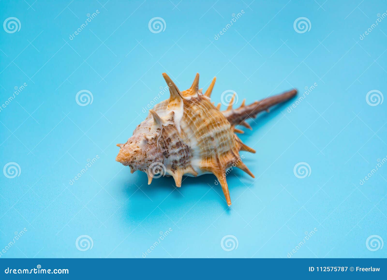 Conch Shell on Blue Background Stock Image - Image of shell, bursidae ...