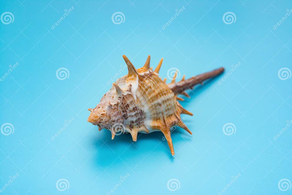 Conch Shell on Blue Background Stock Image - Image of shell, bursidae ...