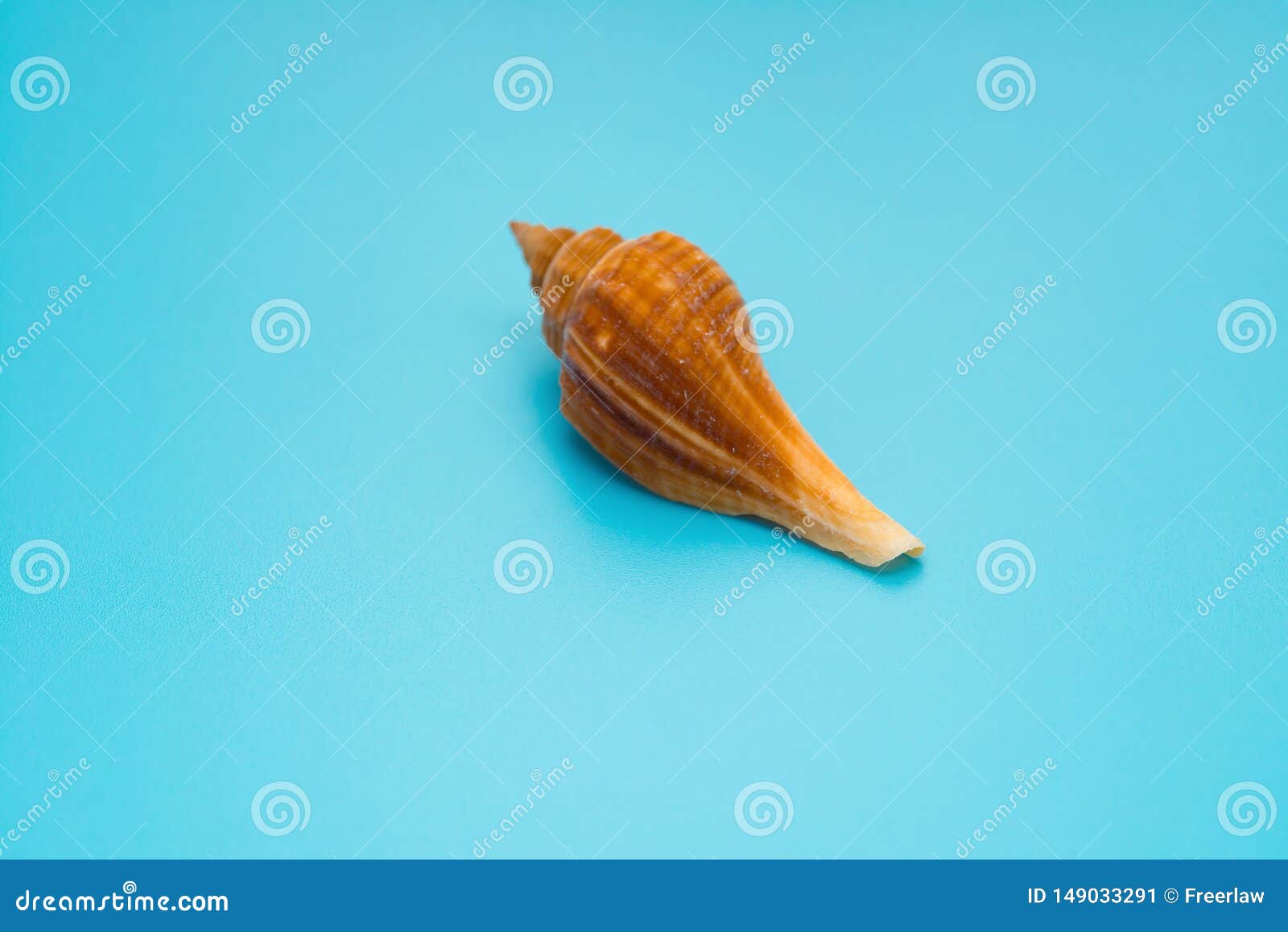 Conch Shell on Blue Background Stock Image - Image of shell, seafood ...