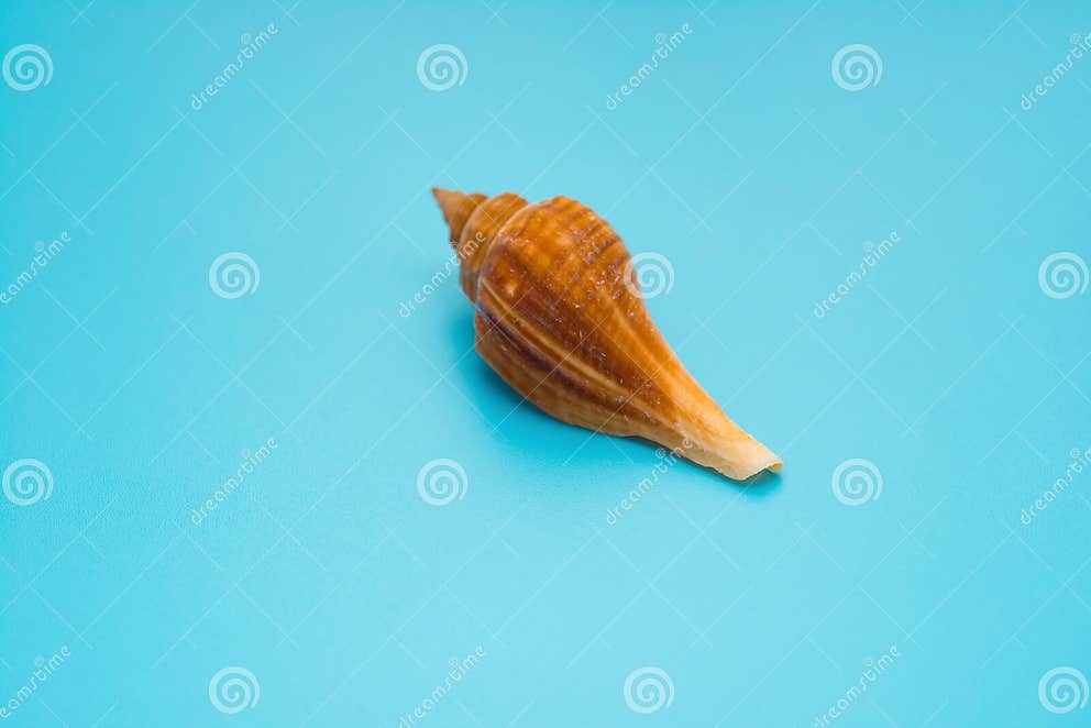 Conch Shell on Blue Background Stock Image - Image of shell, seafood ...