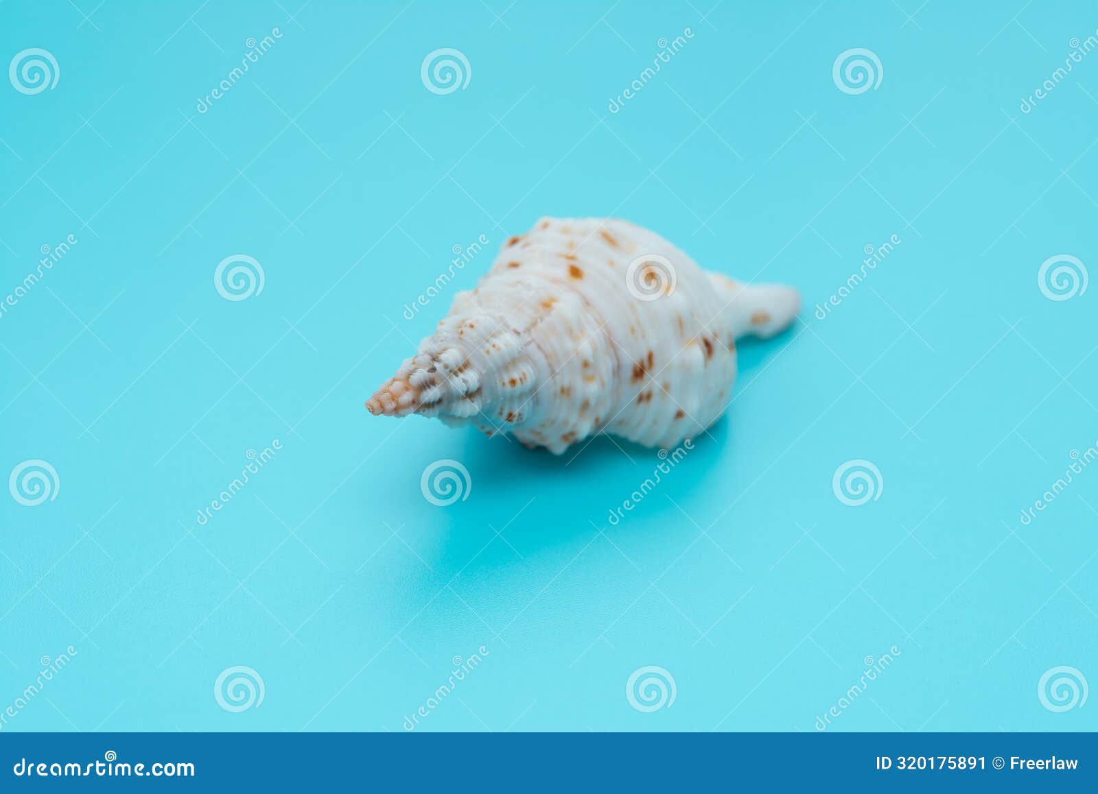 Conch Shell on Blue Background Stock Image - Image of mollusc, bursidae ...