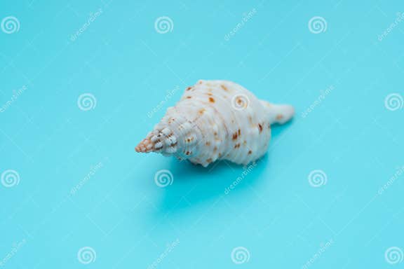Conch Shell on Blue Background Stock Image - Image of mollusc, bursidae ...