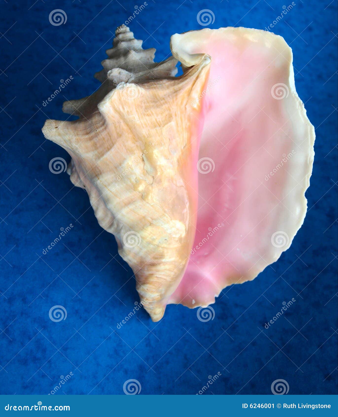 Conch Shell on Blue Background Stock Image - Image of holiday ...