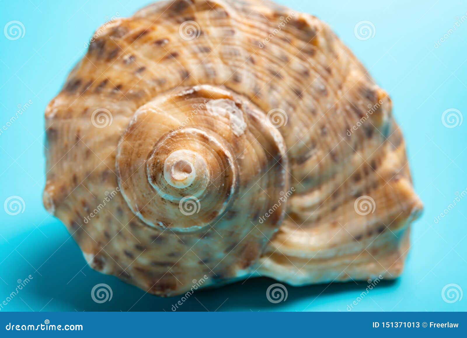 Conch Shell on Blue Background Close Up Stock Image - Image of ...