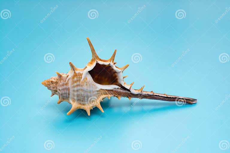 Conch Shell on Blue Background Stock Image - Image of bursidae, nature ...