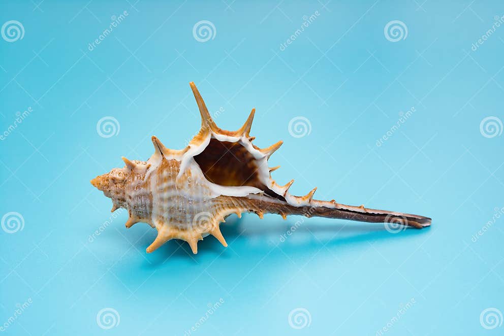 Conch Shell on Blue Background Stock Image - Image of bursidae, nature ...