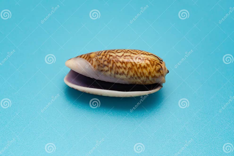 Conch Shell on Blue Background Stock Photo - Image of snail, conch ...