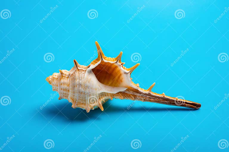Conch Shell on Blue Background Stock Image - Image of nature, striped ...