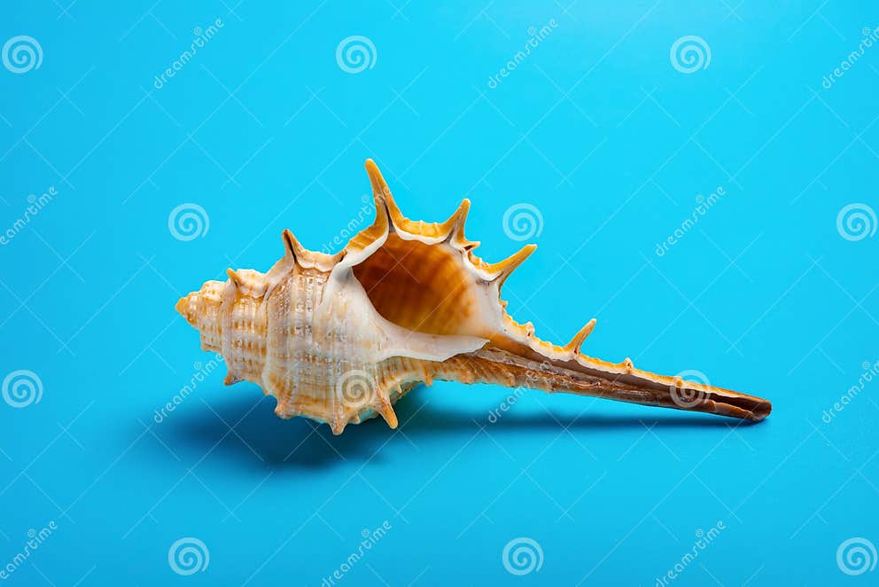 Conch Shell on Blue Background Stock Image - Image of nature, striped ...