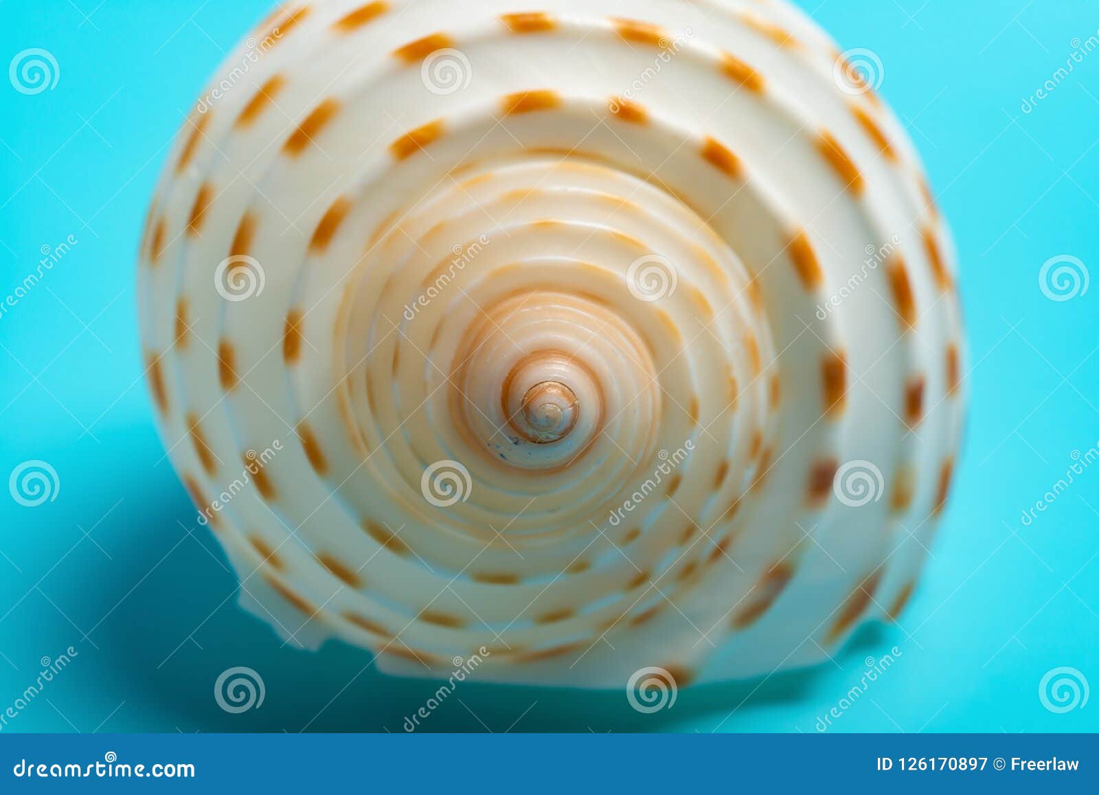 Conch Shell on a Blue Background Focused on Tip Stock Image - Image of ...