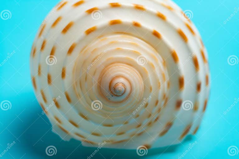 Conch Shell on a Blue Background Focused on Tip Stock Image - Image of ...