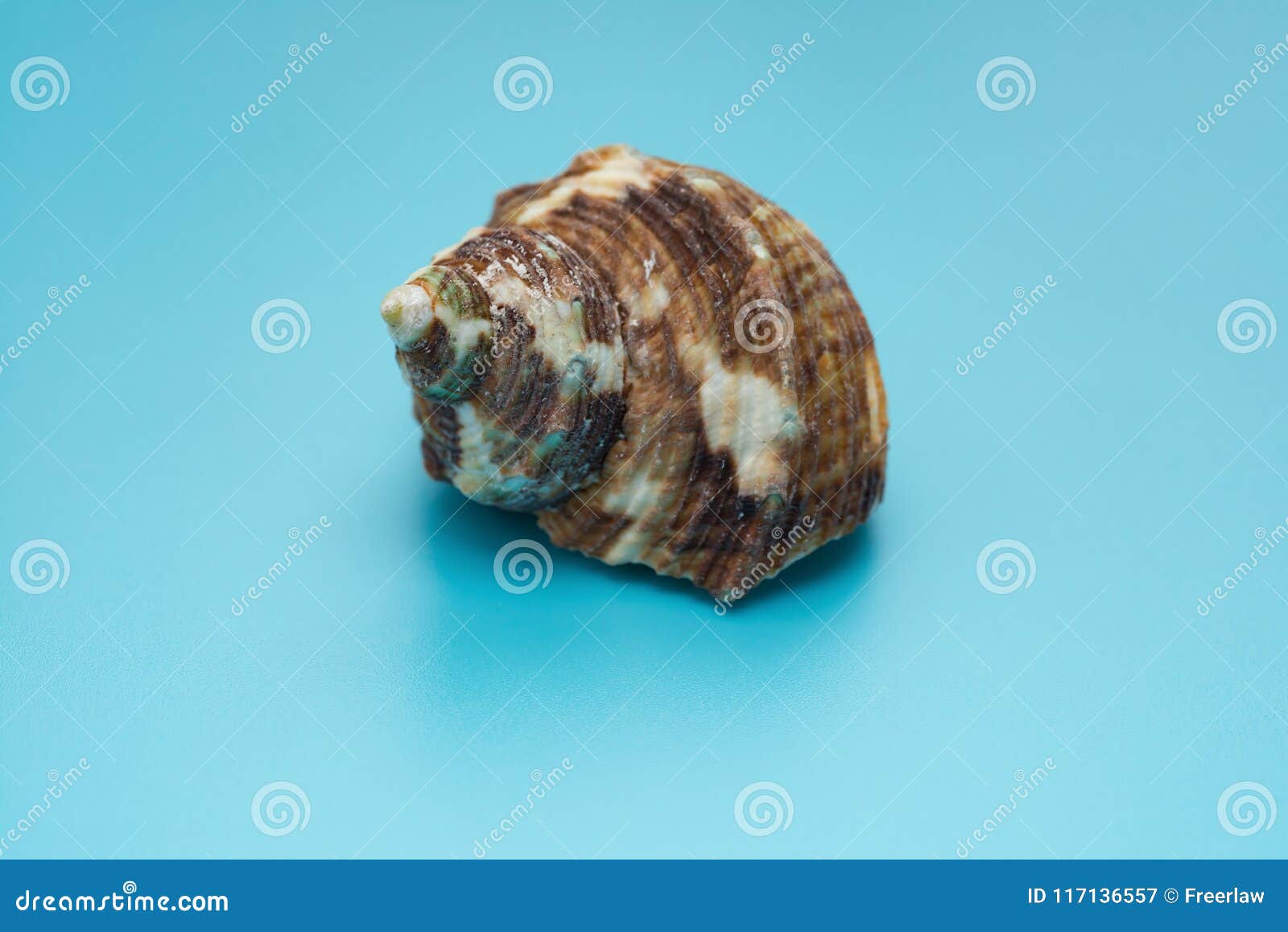 Conch Shell on a Blue Background Stock Image - Image of background ...