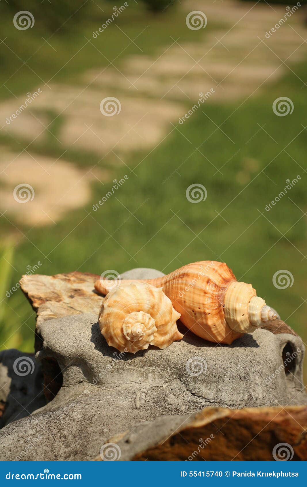 Conch Shell on Brown Stone at the Garden. Stock Photo - Image of ...