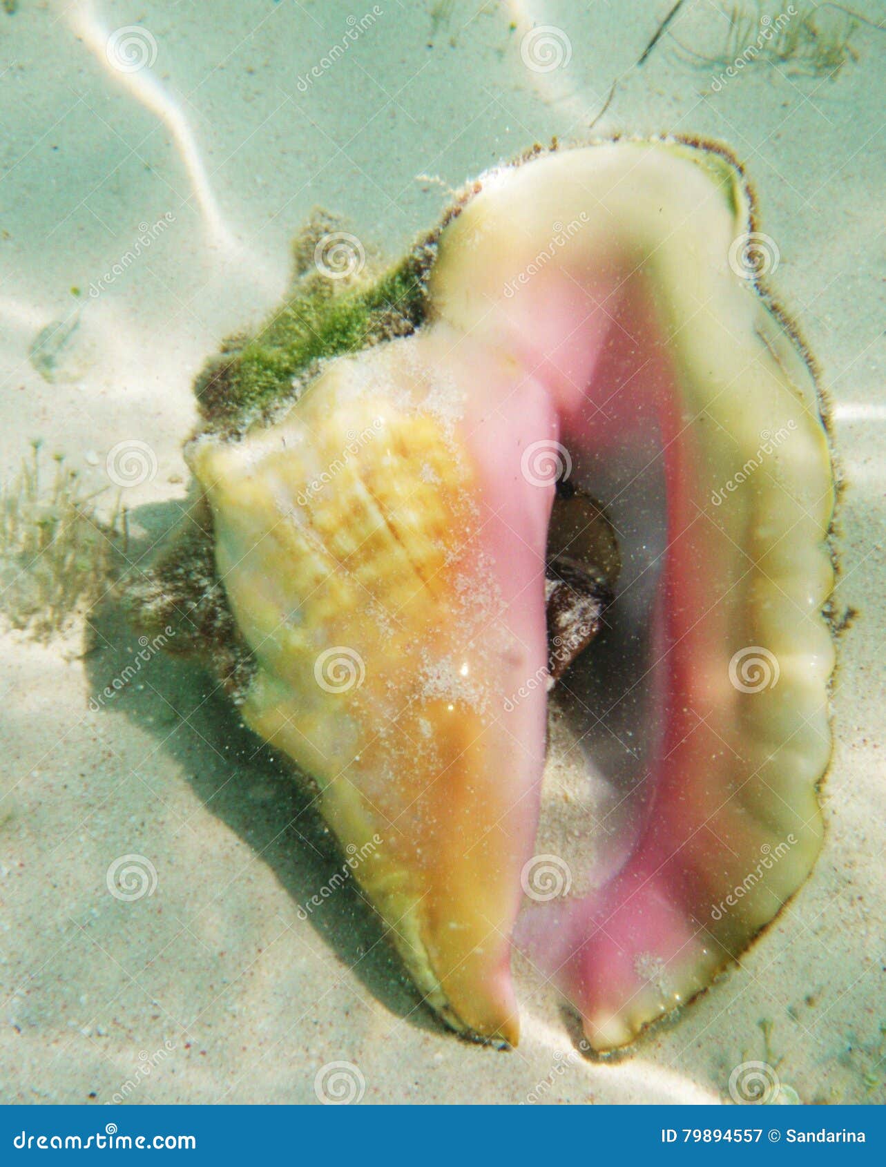 Conch Shell stock image. Image of underwater, ocean, conch - 79894557