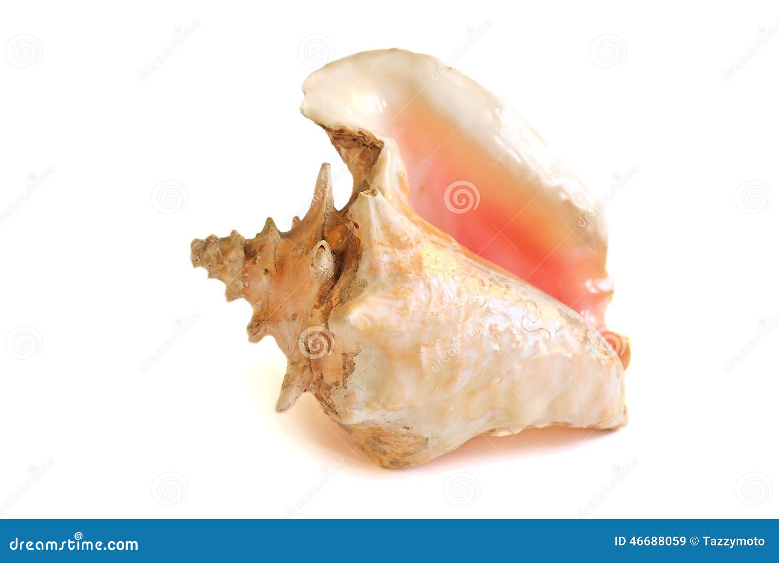 Conch shell stock image. Image of single, tropical, detail - 46688059
