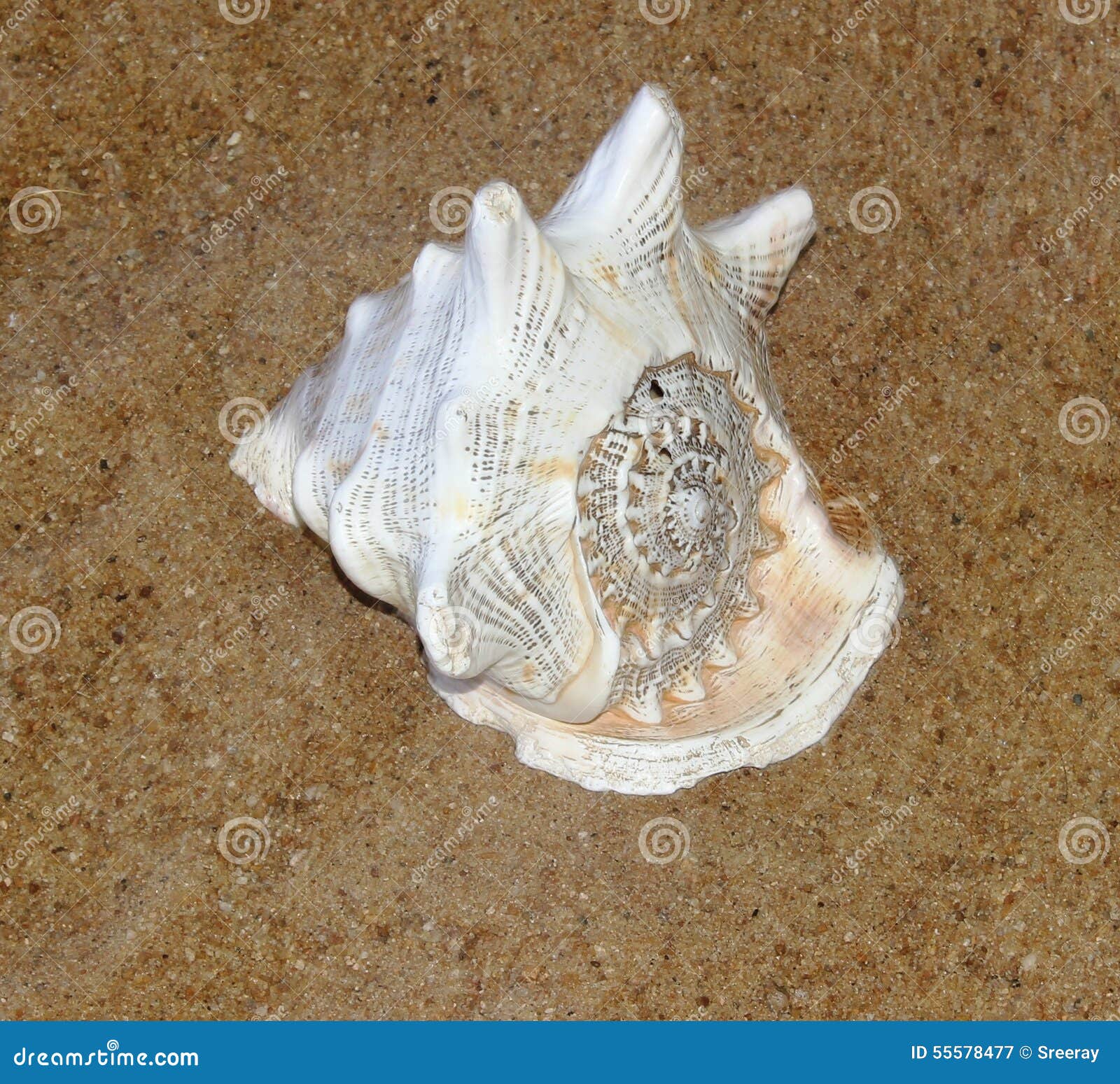 Conch shell stock image. Image of ocean, seafood, coast - 55578477