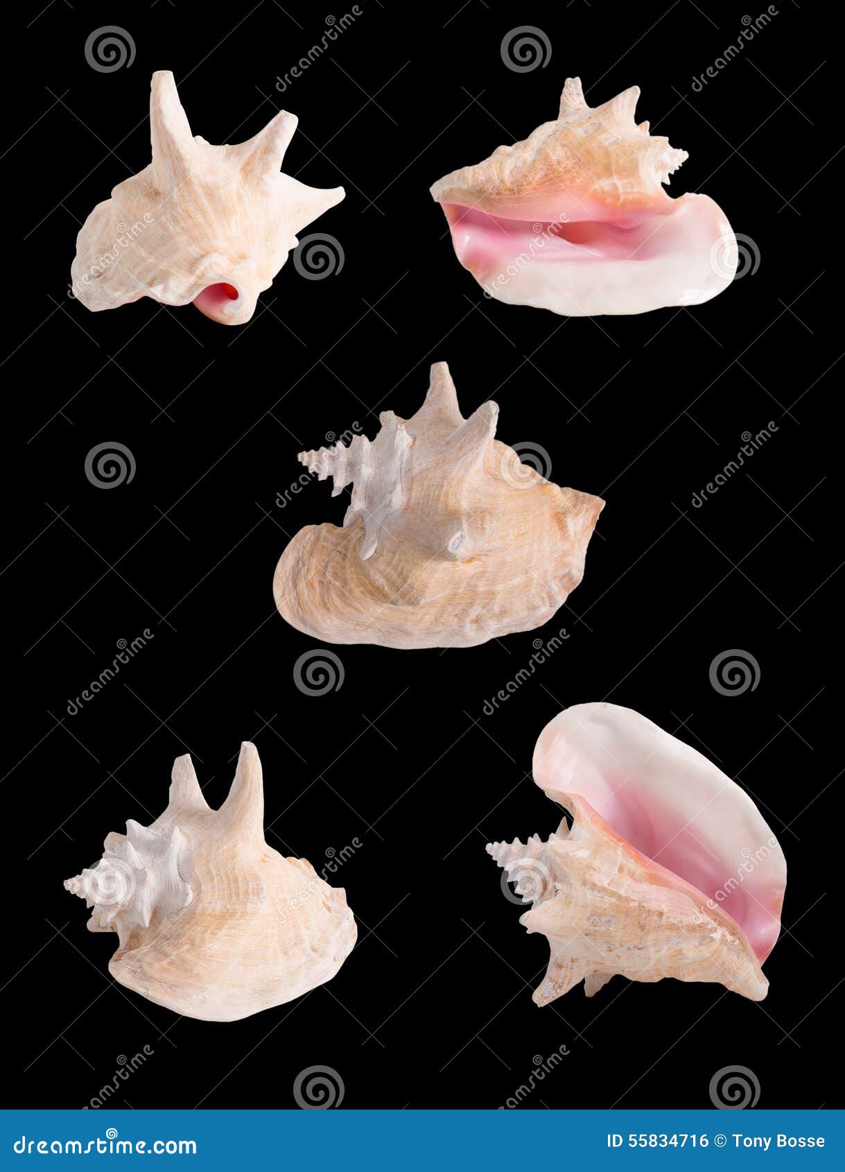 Conch Shell stock photo. Image of nature, marine, black - 55834716