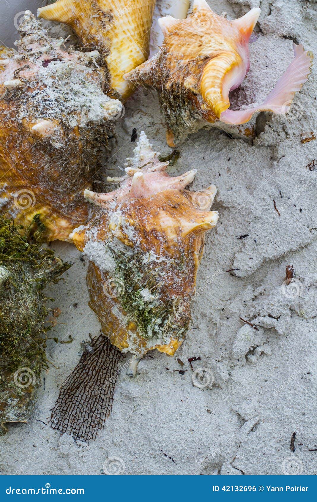 Conch shell stock photo. Image of shell, white, pink - 42132696